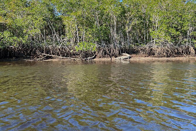 Manatees, Grasslands and Mangroves kayak Tour (Small Group Tour) - Final Thoughts: Is It Worth It?