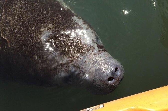 Manatees/Sunset/Bioluminescence Tour - Paddling to Bird Island