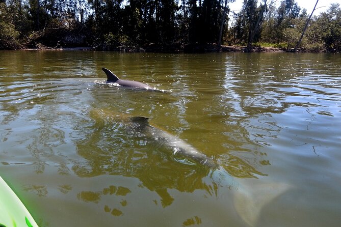 Manatees/Sunset/Bioluminescence Tour - Experiencing Bioluminescence