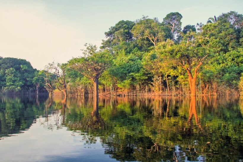 Manaus: Amazon Jungle Half-Day Walking Tour - Who Should Consider This Tour?
