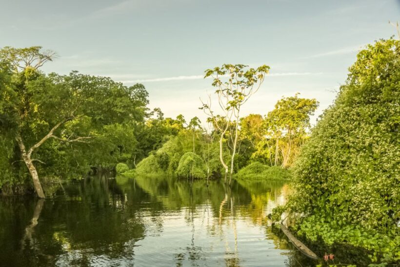 Manaus: Amazon Jungle Half-Day Walking Tour - FAQ