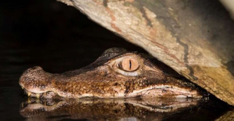 Manaus: Amazon Jungle Tour with Alligator Night Watch - The Sum Up