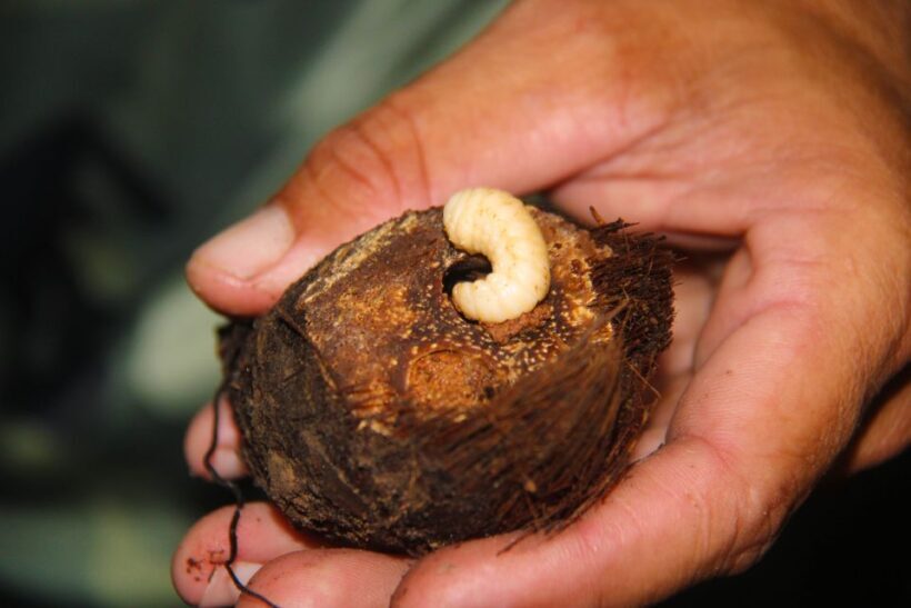 Manaus: Multi-Day Amazon Survival Trip with Camping - An In-Depth Look at the Tour