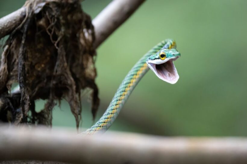Manaus: Multi-Day Amazon Survival Trip with Camping - Practical Tips and Considerations