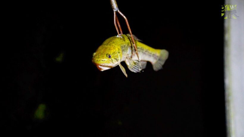 Manaus: Multi-Day Amazon Survival Trip with Camping - Who Will Enjoy This Tour?