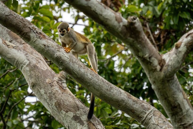 Manaus: Multi-Day Amazon Survival Trip with Camping - FAQs