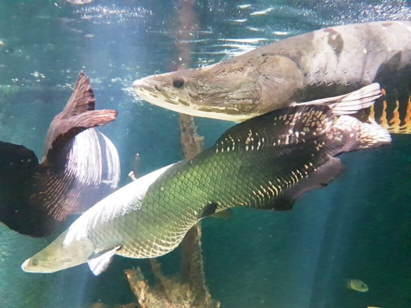 Manaus: MUSA and INPA Museums with Observation Tower Tour - An Overview of the Tour Experience