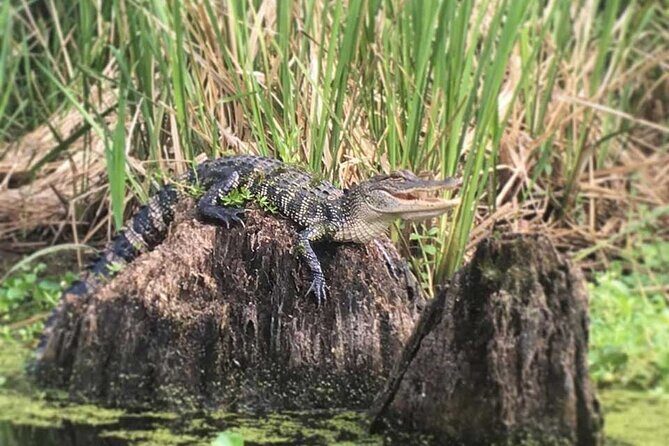 Manchac Swamp EXTENDED Kayak Tour with Pickup - The Experience in Detail: A Day in the Swamp