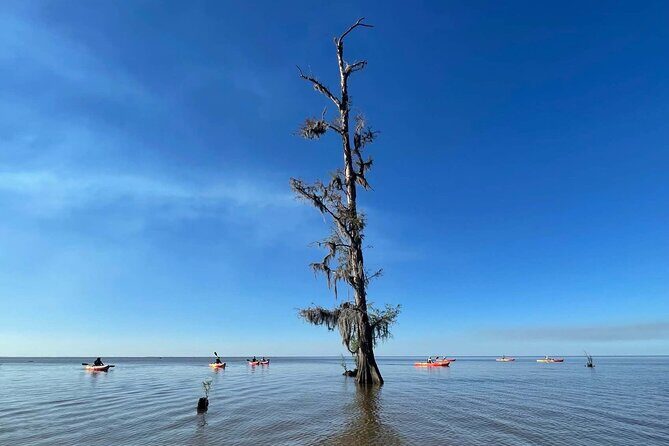 Manchac Swamp EXTENDED Kayak Tour with Pickup - FAQ