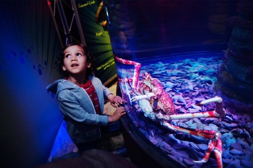 Manchester: SEA LIFE Entrance Ticket - An Underwater Journey through Manchester