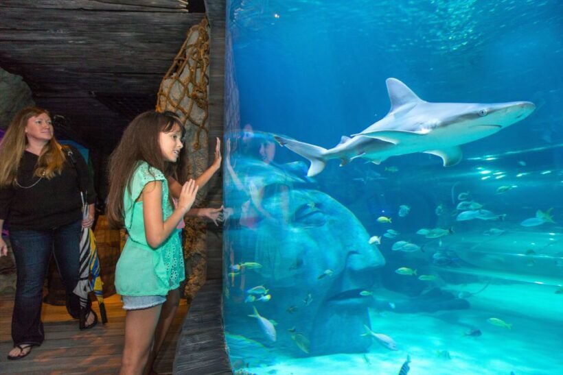 Manchester: SEA LIFE Entrance Ticket - Who Should Visit?