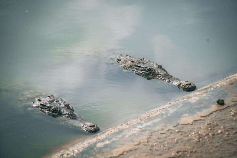 Mancora: Puerto Pizarro - Tour Mangrove Mysteries - Mancora: Puerto Pizarro - Tour Mangrove Mysteries – A Complete Guide