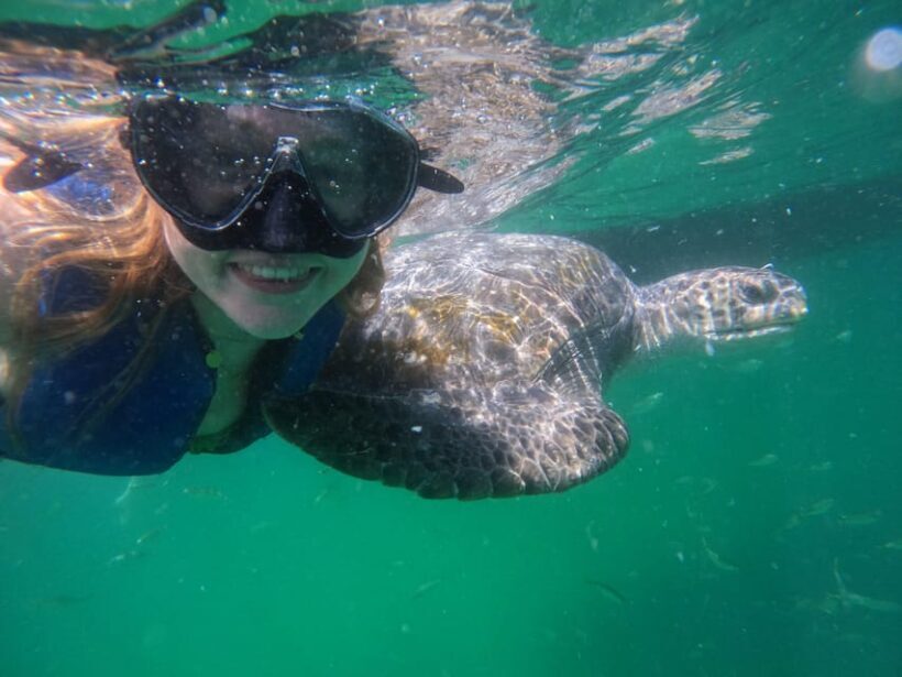 Mancora: Swimming and bathing with turtles | Entrance | - Key Points