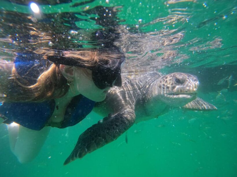 Mancora: Swimming and bathing with turtles | Entrance | - A Close Look at the Tour Experience