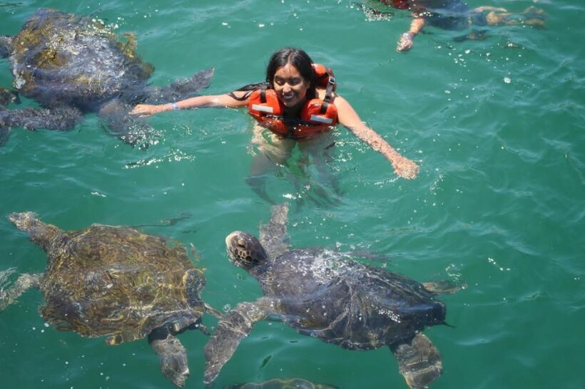 Mancora: Swimming and bathing with turtles | Entrance | - FAQ