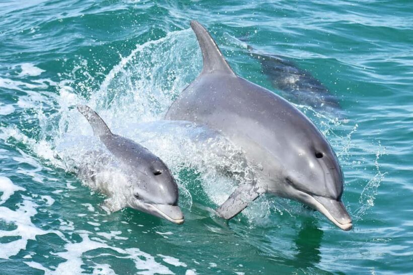 Mandurah: Dolphin and Views Cruise - Key Points