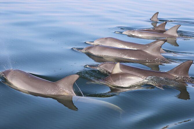 Mandurah Dolphin Cruise and Views - The Authentic Rewards and Limitations