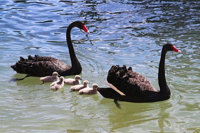 Mandurah Dolphin Cruise and Views - Who Will Love This Tour?