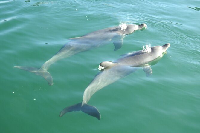 Mandurah Sunset Cruise - The Sum Up: Is This the Right Tour for You?