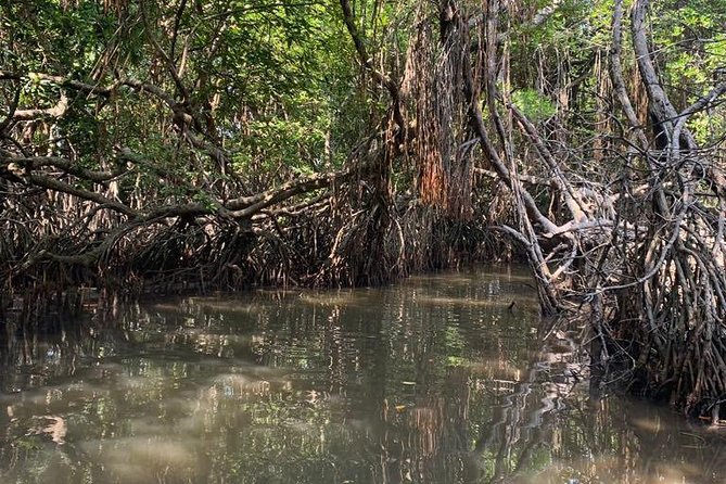 Mangrove Adventure - Exploring the Mangroves of Bentota: A Practical & Authentic Boat Adventure