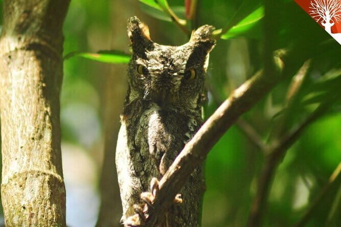 Mangrove Boat Tour Through Kilim Geo Forest Park Langkawi - Exploring Gua Kelawar (Bat Cave)