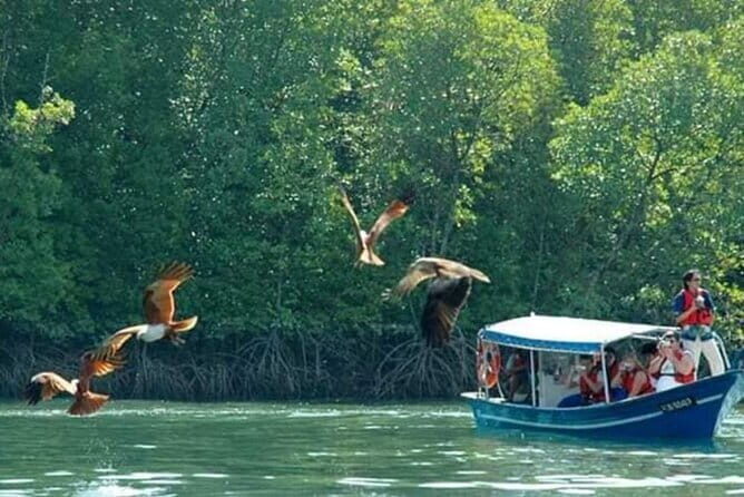 Mangrove Boat Tour Through Kilim Geo Forest Park Langkawi - How the Tour Compares