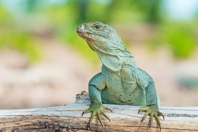 Mangrove Cay and Iguana Island Tours - An Honest Look at the Tour Experience