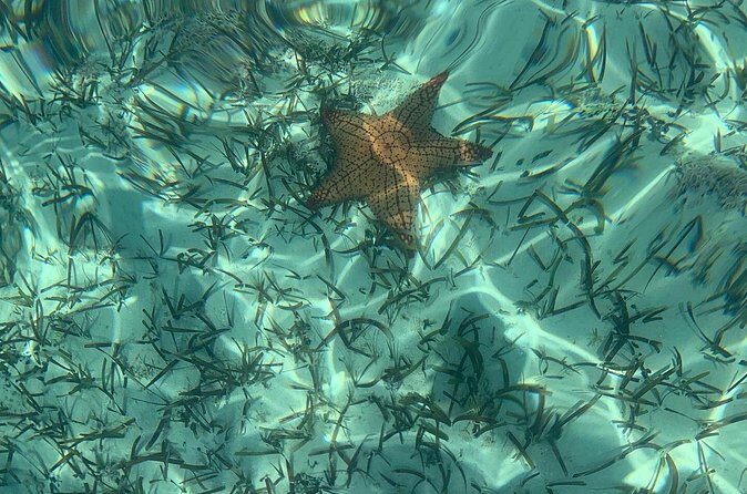 Mangrove Clear Kayak Tour - The Sum Up: Is This Tour Worth It?