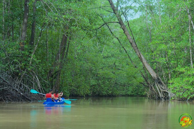 Mangrove Damas Island Kayak Tours - What to Expect