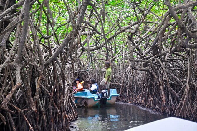 Mangrove Forest Boat Tour in Kalpitiya - A Detailed Look at the Kalpitiya Mangrove Boat Tour