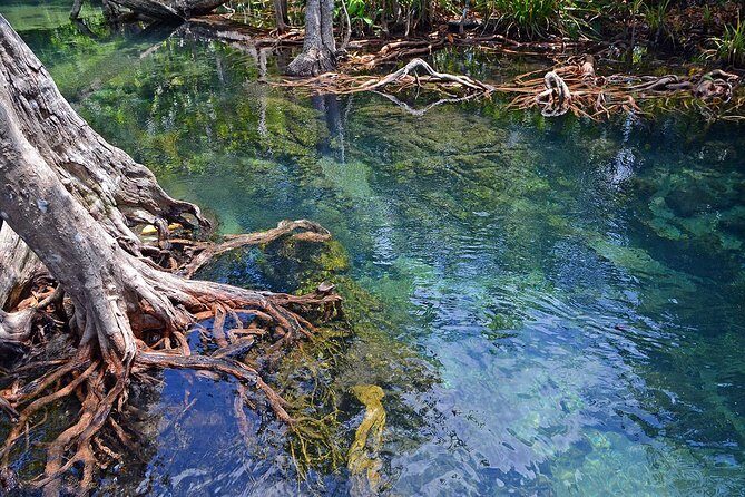 Mangrove Forest Tour In Langkawi - Key Points