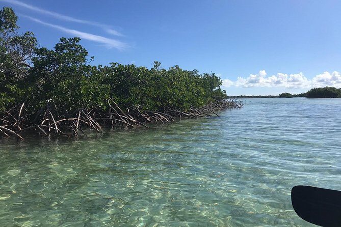 Mangrove & Iguana Clear Kayak Tour - The Practical Side: What You Need to Know