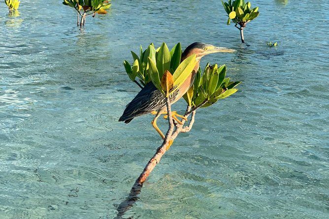 Mangrove & Iguana Clear Kayak Tour - Who Should Consider This Tour?