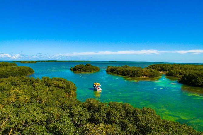 Mangrove Kayak + Snorkel & Sunset Sail Hosted by Honest Eco - Spotting Wildlife and Marine Life