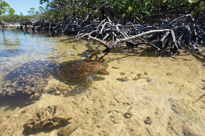 Mangrove Paddle Ride Sainte Anne Guadeloupe - An Introduction to the Mangrove Paddle Ride