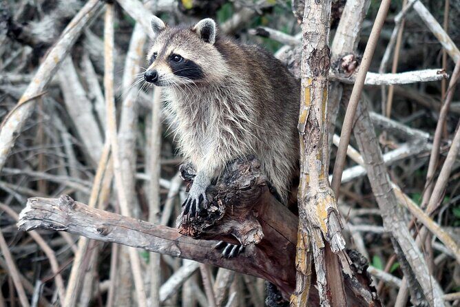 Mangrove Paddle Ride Sainte Anne Guadeloupe - Who Will Love This Tour?