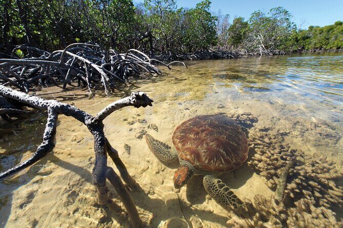 Mangrove Paddle Ride Sainte Anne Guadeloupe - The Sum Up: Who Is This Tour Best For?