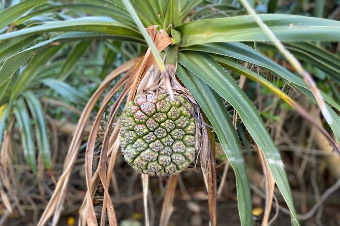 Mangrove SUP in Okinawa - Participant Capacity and Booking Details