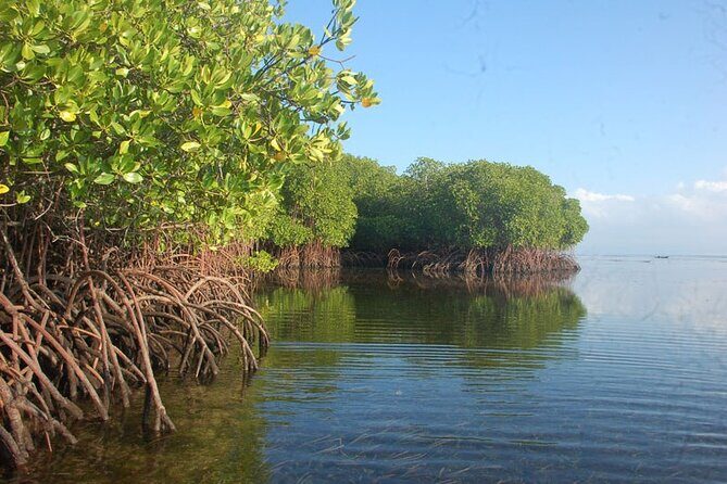 Mangrove Tour at Nusa Lembongan : Kayak, Paddle and Boat - Final Thoughts