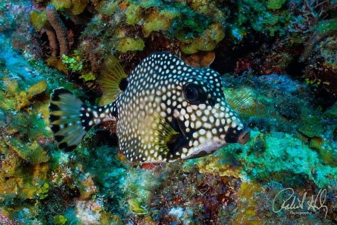 Mangrove Tour,Horseback Riding, Snorkeling and Beach in Roatan - Included Services and Logistics