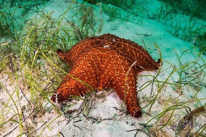 Mangrove Tour,Horseback Riding, Snorkeling and Beach in Roatan - Transportation and Accessibility