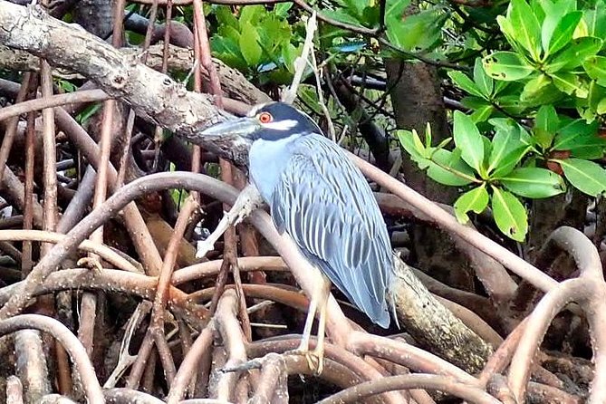 Mangrove Tunnel Kayak Eco Tour - Inclusions and Equipment Provided