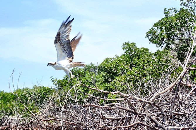 Mangrove Tunnel Kayak Eco Tour - Tour Requirements and Recommendations