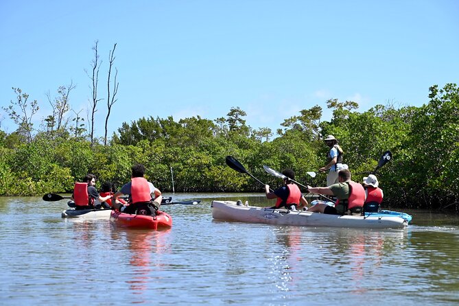 Mangrove Tunnel Kayak Eco Tour - Wildlife and Nature Encounters