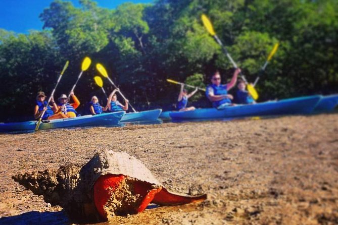 Mangrove Tunnels & Mudflats Kayak Tour - Local Biologist Guides - The Sum Up: Who Will Love This Tour?