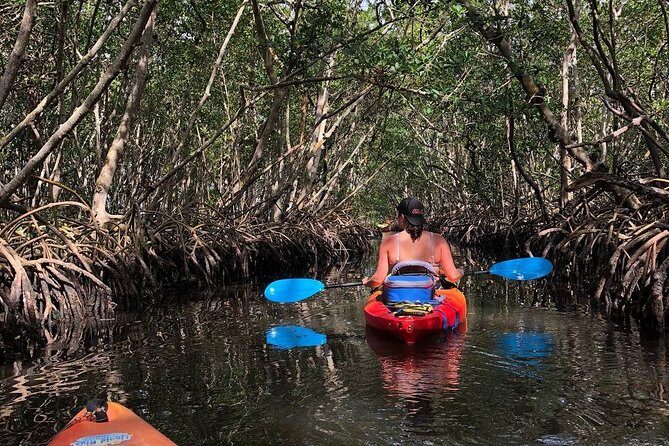 Mangrove Tunnels Pedal Kayak Eco-Tour in Anna Maria - What to Expect on the Mangrove Tunnels Pedal Kayak Eco-Tour