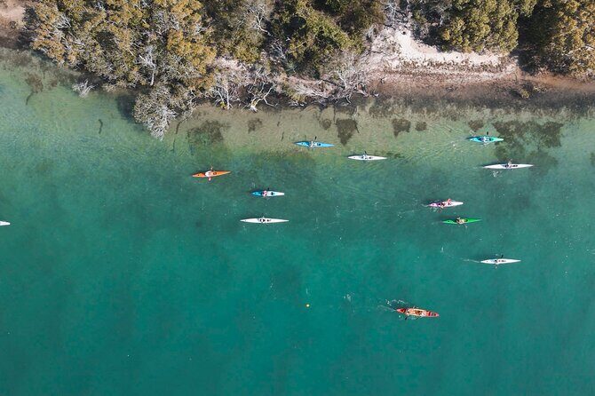 Mangroves and Mansions Guided Kayak Tour on the Noosa River - Key Points