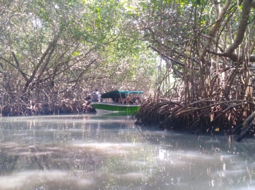 Mangroves, cultural fishing, black heritage town and lunch - Who Should Consider This Tour?