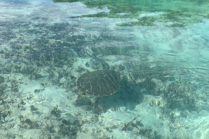 Mangroves Kayak Tour - Exploring the Mangrove Kayak Tour in Providenciales