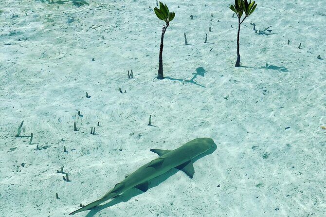 Mangroves Stand-Up Paddleboard Tour - What to Expect During the Tour